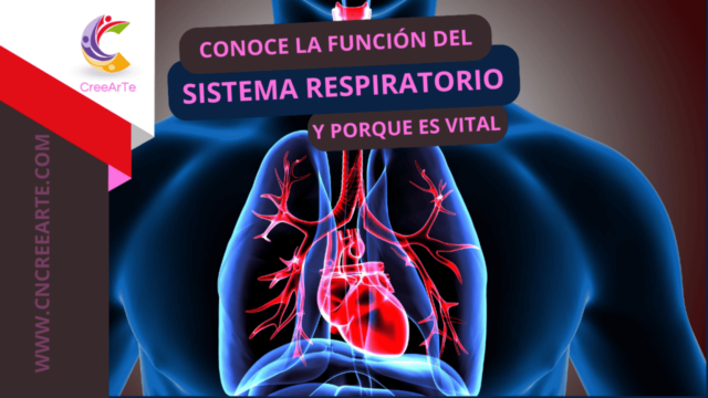 Entendiendo el Sistema Respiratorio: Su Función y por qué es Vital para Nuestra Vida – CreeArTe